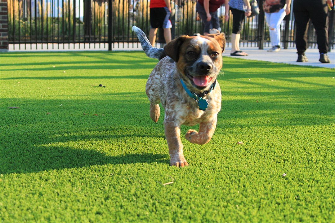 PUP-A-THON Fun Walk/Run Explore The Falls